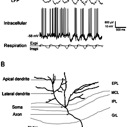 Identification of mitral/tufted cells.