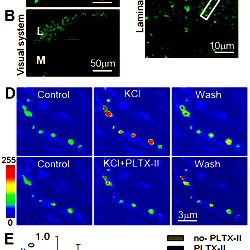 GCaMP-Ca2+ fluorescence from photoreceptor axons in the lamina.
