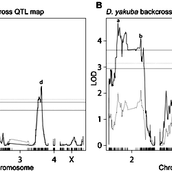 QTL analysis of wing rowing in D. santomea and D. yakuba backcross males.
