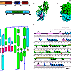 Structure of DPP7.