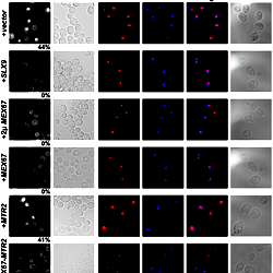 Over-expression of Mex67-Mtr2 rescues nucleoplasmic accumulation of ...