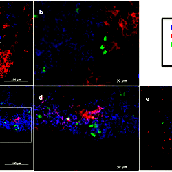Visualization of YFP+ cells in the omentum.