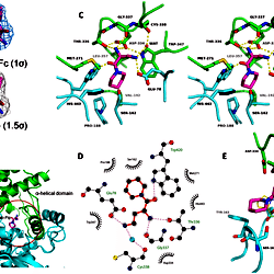 Inhibitor Dap-Pip in the DPP7 active site.