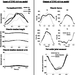 Force-strain relationships estimated by ultrasonography and used in ...