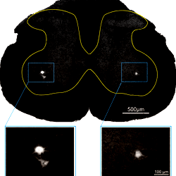 Example of typical location of α-motoneurons innervating LG muscle in ...