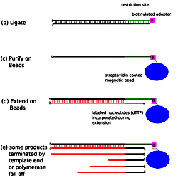 The ruler array method uses a digest-ligate-extend protocol to generate ...