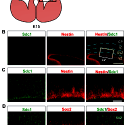 Sdc1 is highly expressed in the germinal zones of the developing mouse ...