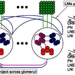 A schematic of the large-scale network model.