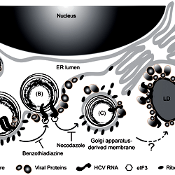 The proposed model of coupled replication/translation of HCV RNA.