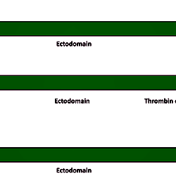 Schematic of wild type HA and expression constructs.