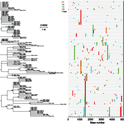 HCV diversity in subject 10003.