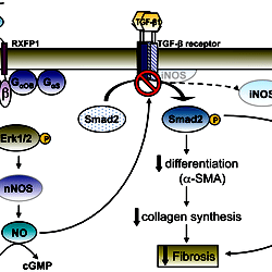 Item - A schematic illustration of the proposed signal transduction ...