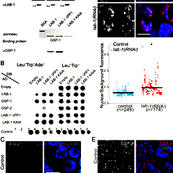 LAB-1 binds GSP-1 and GSP-2 and is required for correct AIR-2 and GSP-2 ...