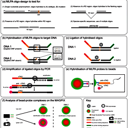 Overview of the bead-based Multiplex Ligation-dependent Probe Amplification (MLPA) assay.