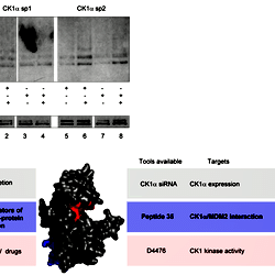 Outline of pharmacological manipulation of CK1 functions and its ...