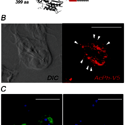 AcPh localization and activity.