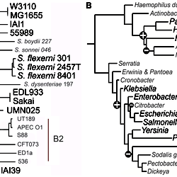 Lsr system LMNAST hits overlaid onto phylogenetic distributions of ...