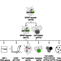 Schematic workflow for compound screening and triage.
