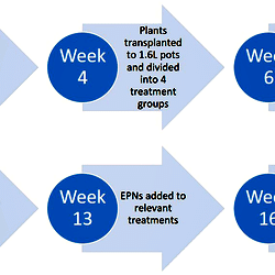 The timing of key stages to the experimental setup and execution.
