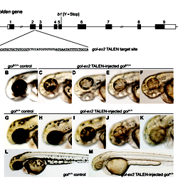 Induction of somatic golden mutations with TALENs.