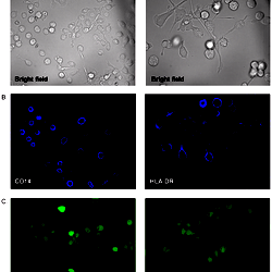 Evaluation of ROS content, measured as CM-DCF fluorescence, in ...