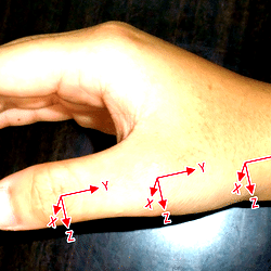 The local coordinate systems of the right thumb segments were shown.