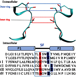 The structural representation and sequence alignment for the SFs of Nav ...