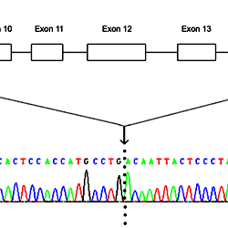DNA sequence electropherogram showing the boundaries of the large ...