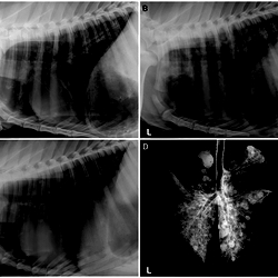 Thoracic and extirpated lung radiographs of goats infected with an ...
