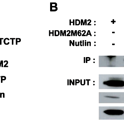 Disruption of HDM2-TCTP interaction by Nutlin-3 in HCT116 cells.