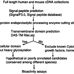 A flow chart illustration of the in silico computational screening ...