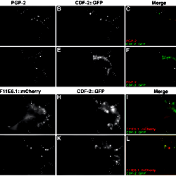 Analysis of CDF-2::GFP trafficking.