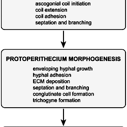 Main stages of protoperithecial development.