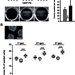 Expression of CD57 determines clonogenicity and correlates with