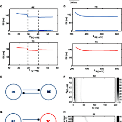 Dynamical properties of two-neuron loops.