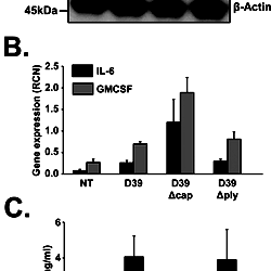 Capsule and pneumolysin of D39 are dispensable for IκBζ induction.
