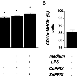 In vitro HO-1 down- regulation by ZnPPIX treatment results in more ...