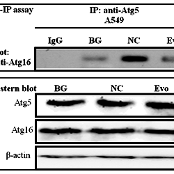 Evodiamine inhibits the interaction of Atg5-Atg12 and Atg16 determined ...