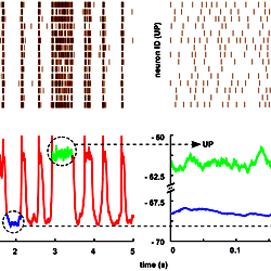 Raster plots and average membrane potential in the spiking-neuron ...