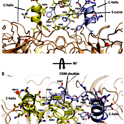 The C596 disulfide bond is located at the center of a turret-like ...