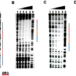 DNase I footprinting assay of the pks2 and msl3 promoter regions with ...