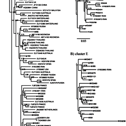 Phylogeny of subtype 3a strains and reference strains estimated from ...