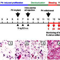 A mouse model of induced menstruation.