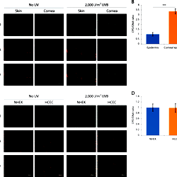 More CPD are found in corneal explants than in skin explants following ...