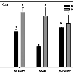 Mean activities of antioxidant enzymes glutathione peroxidase (Gpx) of ...