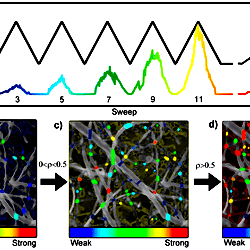 Network Activation - memristive behavior.