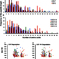 Biochemical characteristics of the CAT and CAT followed by proteasomal ...