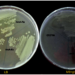 Functional analysis of the aroA gene of R. aquatilis G20.