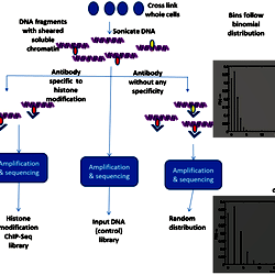 Overview of ChIP-seq process.