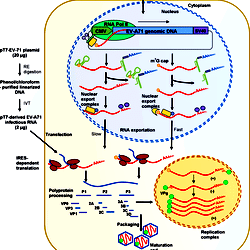 Schematic illustration of the mechanism of EV-A71 DNA-launched ...